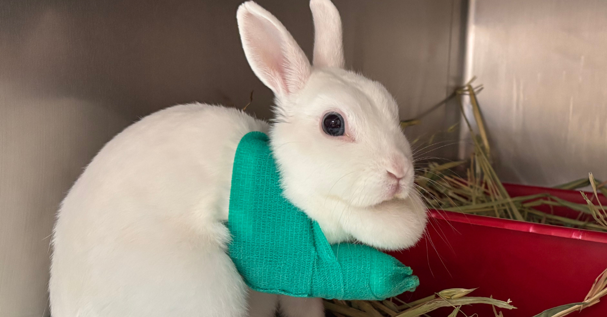 Donate to Blueberry's Emergency Appeal