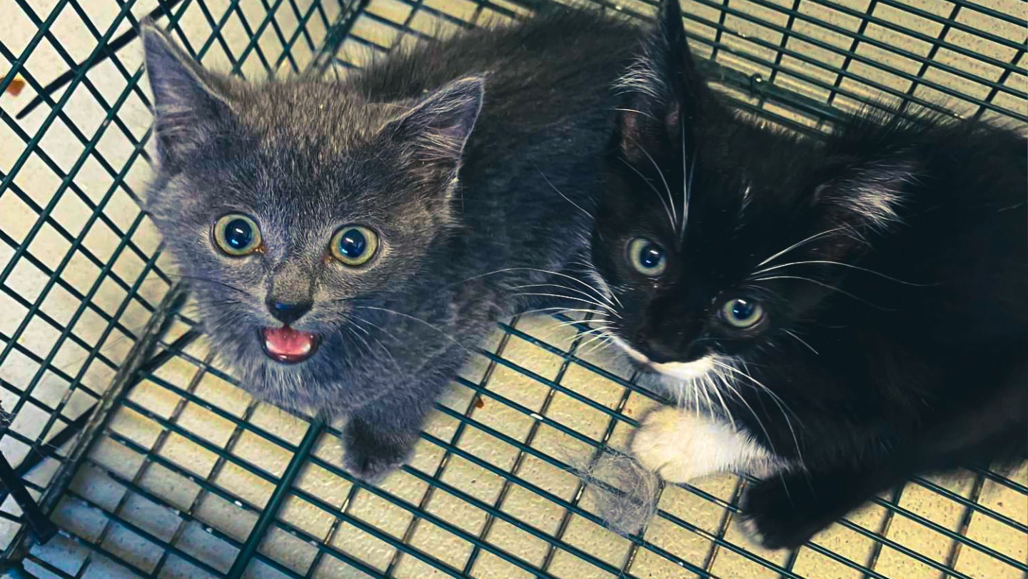 Donate to Soquilichi Rescue Ranch