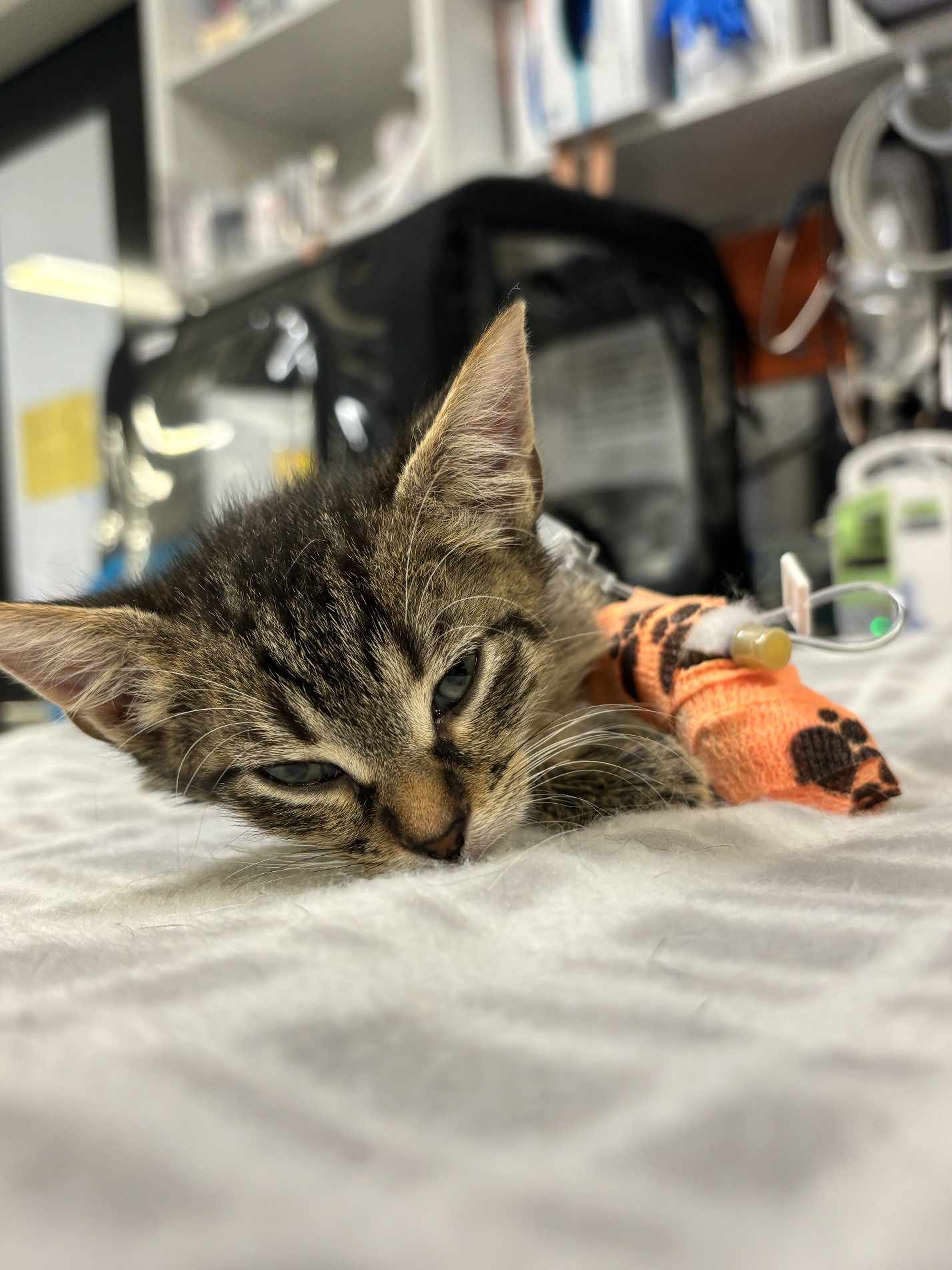 Donate to Soquilichi Rescue Ranch