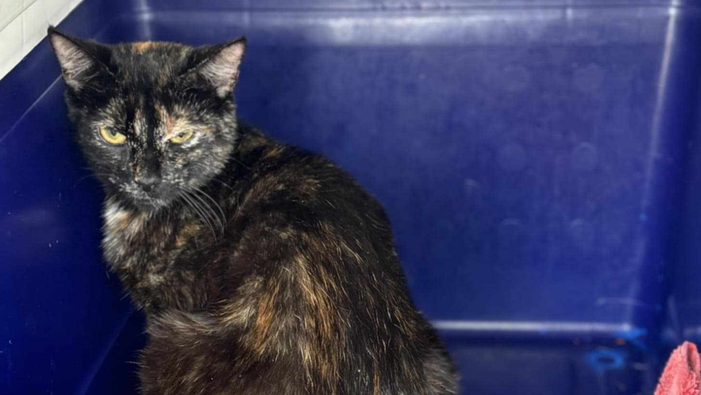 Donate to Soquilichi Rescue Ranch