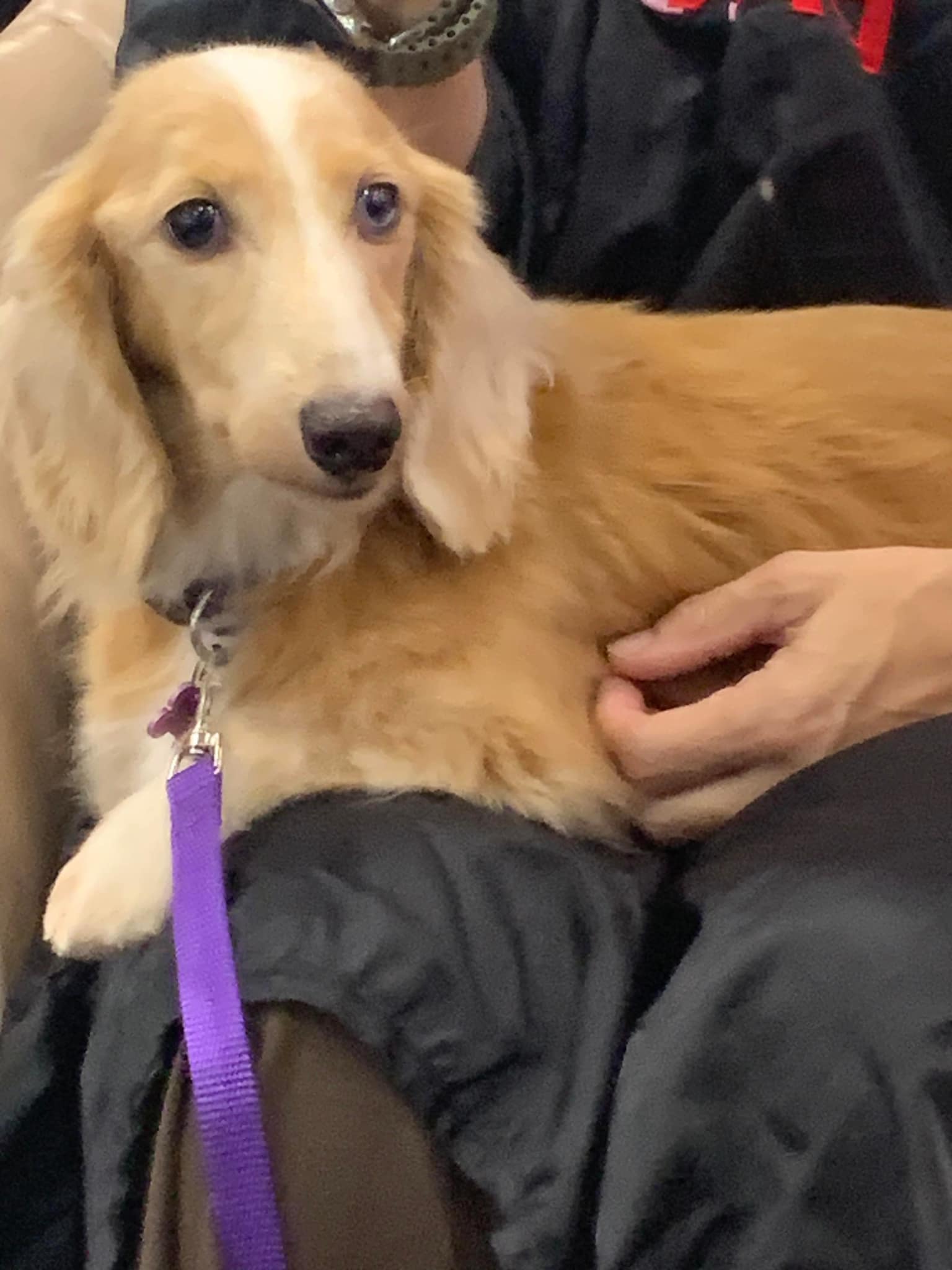 Urgent Help for Ginger